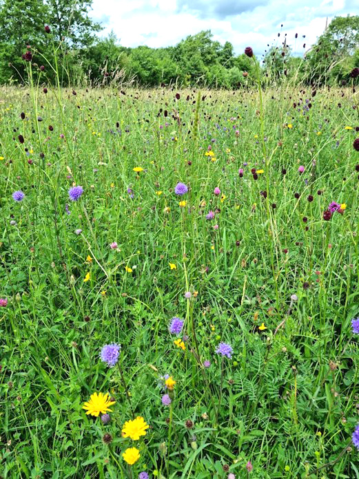 A 20-year strategy for floodplain meadow restoration in the Windrush ...